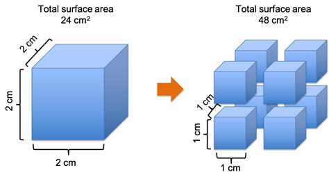 Effect Of Surface Area Of Particles On The Rate Of A Reaction Mono Mole