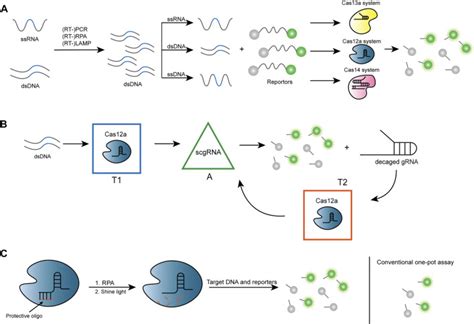 Research Progress Of Crispr Based Biosensors And Bioassays For Molecular Diagnosis Abstract