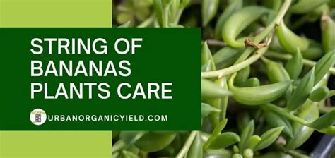 Caring For String Of Bananas Plant Curio Radicans