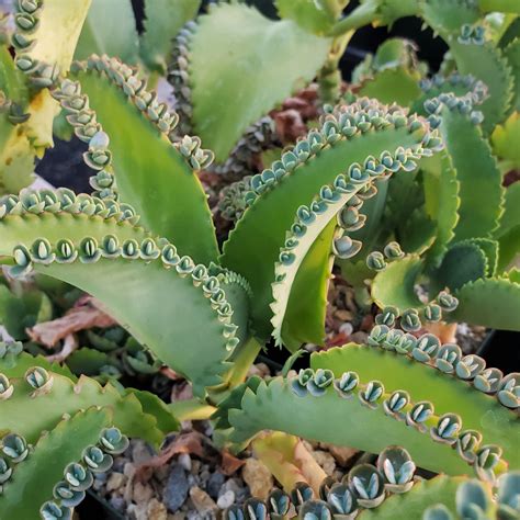 Mother Of Thousands Plant Kalanchoe Laetivirens Shop Now Planet