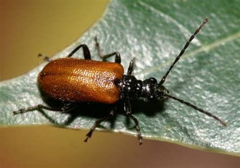 キバネニセハムシハナカミキリ