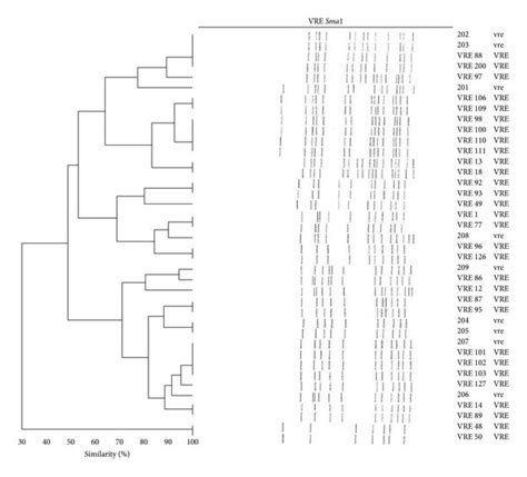 Dendrogram Of Pfge Vancomycin Resistant E Faecium Molecular Typing Of