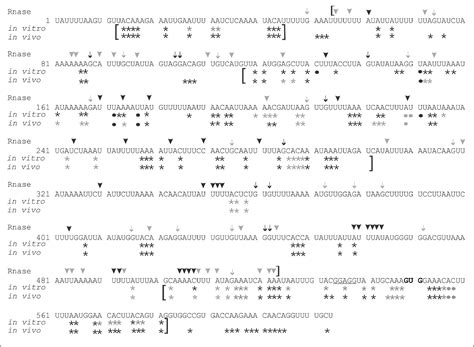 Figure 2 From The Rna Structure Of Cis Acting Translational Elements Of The Chloroplast Psbc