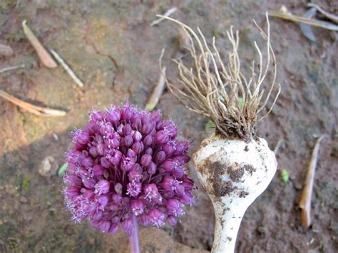 Лук фиолетовый - описание, состав, калорийность и пищевая ценность ...