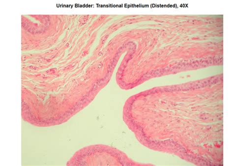 Bio 211 Lab Quiz 4 Histology Flashcards Quizlet