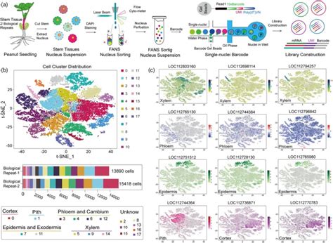 Integration Of Single‐nuclei Transcriptome And Bulk Rna‐seq To Unravel The Role Of Ahwrky70 In
