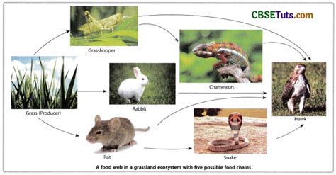 Different Types Of Ecosystems Grassland Pond Forest Ecosystem