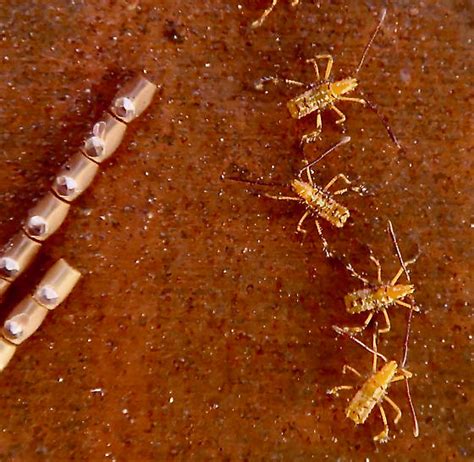 Narnia Femorata Nymphs Narnia Femorata Bugguide Net