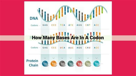 What Is A Codon Understanding The Building Blocks Of Protein Synthesis