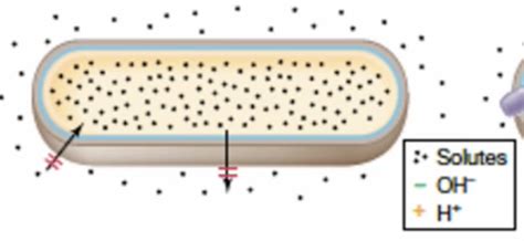 [mic2011] Week 2 Bacterial And Archaea Cell Structure And Function
