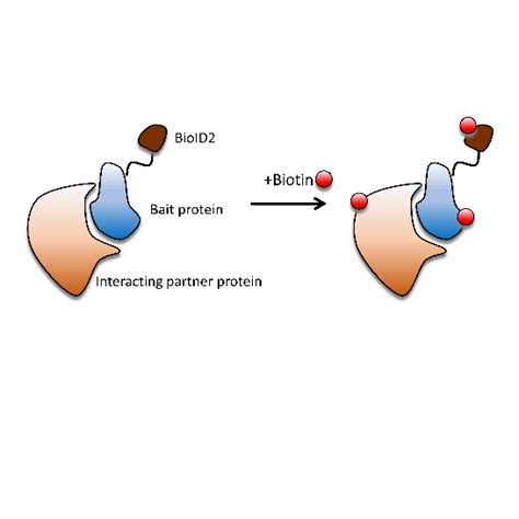 Identification Of Interacting Proteins Using Proximity Dependent