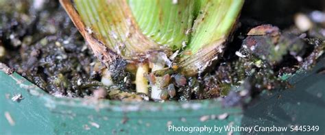 Rice Root Aphid Biobee Usa