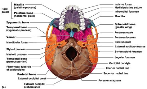 The Axial Skeleton Medicalhealthworldwide ~ Medical Health Worldwide The Axial Skeleton Medicalhealthworldwide ~ Medical Health Worldwide