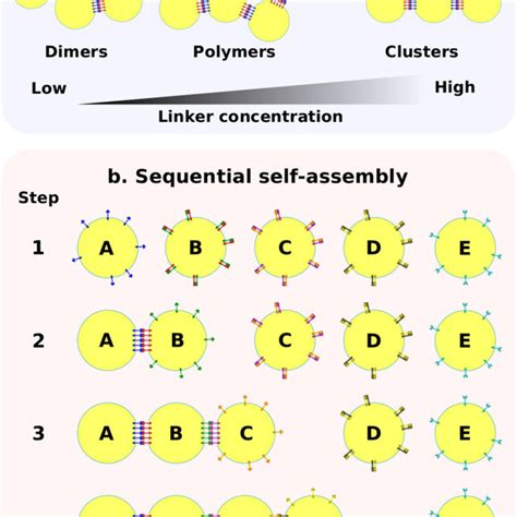 Valency Control And Sequential Self Assembly In Dna Functionalised Download Scientific Diagram