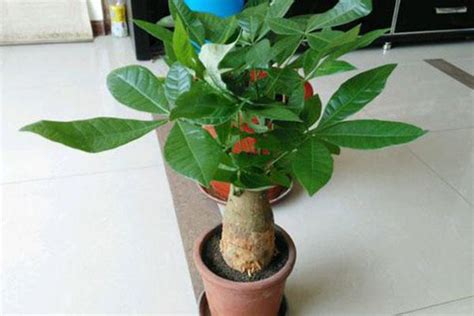 發財樹長不高怎麼辦扦插植株多修剪日常養護要重視 每日頭條