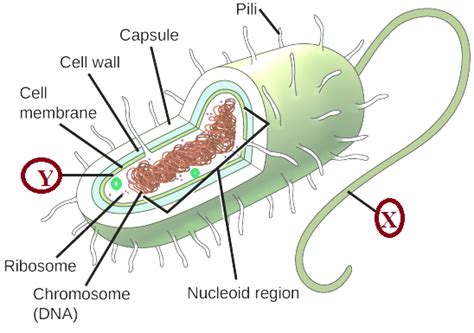 With The Help Of Well Labelled Diagram Describe The Structure Of A Bacterial Cell
