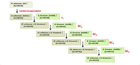 Schematic Diagram Showing The Process Of Gene Introgression From G