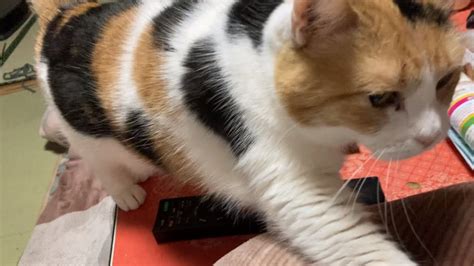【三毛猫】出かけようとするとやっぱり甘えてくる猫（2023年2月22日） Youtube