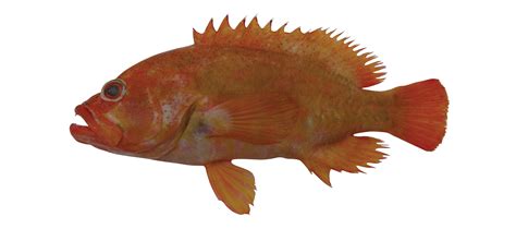 Cephalopholis Spiloparaea Fishider