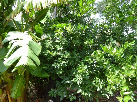 My Edible Fruit Trees Lime Trees WA