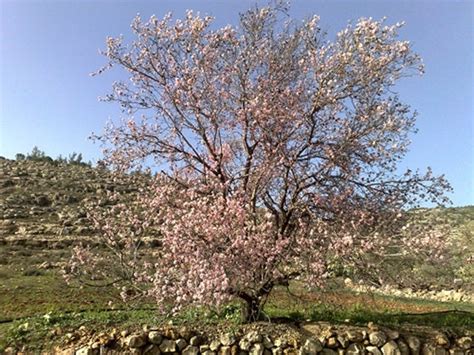里に咲く四季桜シキザクラ すたこらの雁書