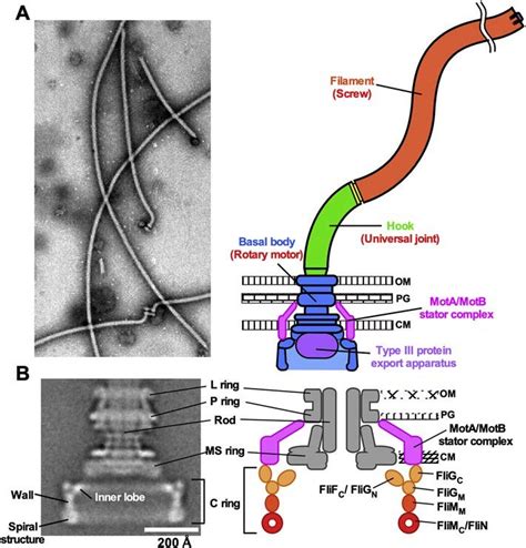 Subunit Organization In The Flagellar Motor A Bacterial Flagella