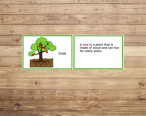 Parts Of A Tree Bundle Description Cards Nomenclature Cards Worksheets Etsy