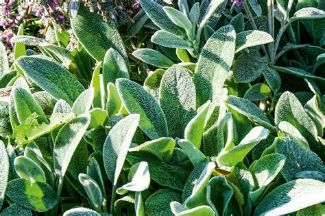 Цветы с пушистыми листьями 49 фото