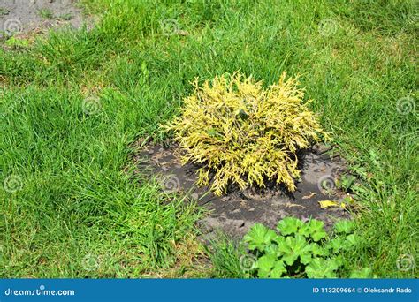 Growing Cypress Thuja With Roots Thuja Occidentalis Golden Brabant For Landscape Garden Design