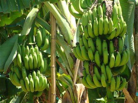 การปลูกกล้วยหอมทอง Banana Youtube