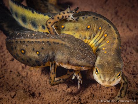 Red Spotted Newt Virginia Dwr