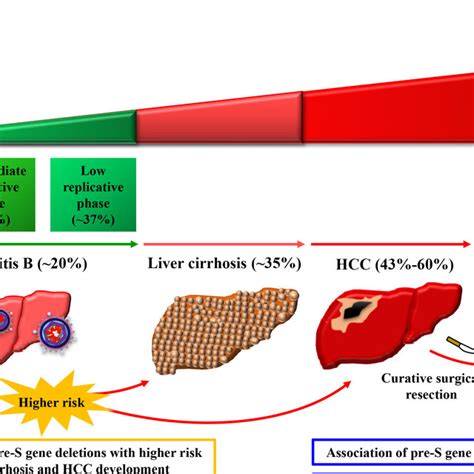 Schematic Representation Of Hbv Pre S Gene Deletions And The Expression