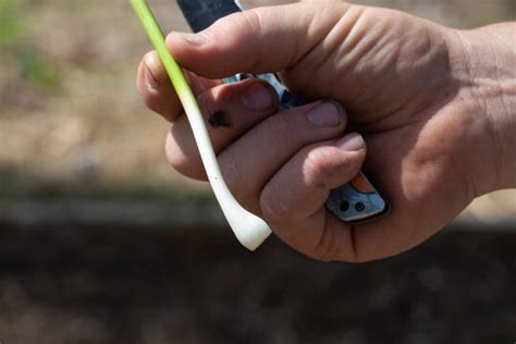 Scallions Bilder Bläddra Bland 85379 Stockfoton Vektorer Och Videor