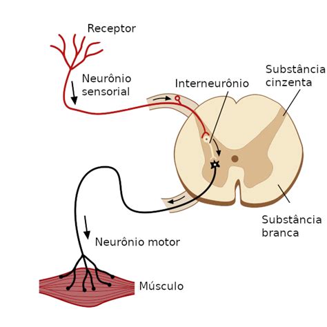 Medula Espinhal O Que é Importância E Lesões Brasil Escola