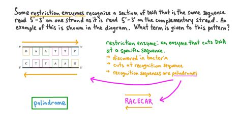 question video recognizing palindromic sequences nagwa