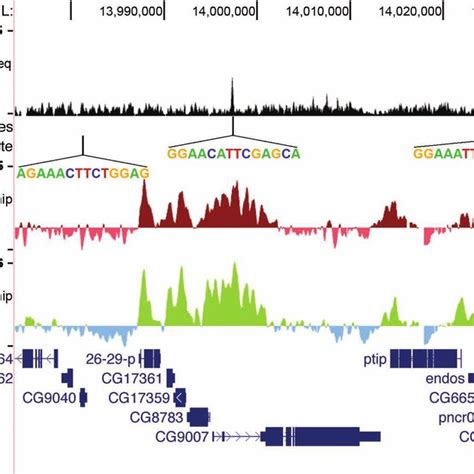 Conservation Of Hsf Targeted Dna Sequence Element The Consensus Hse Is Download Scientific