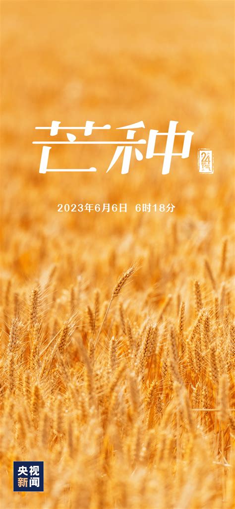 图说二十四节气芒种 江南梅 麦黄 来源