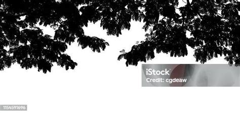 흰색 배경에 검은 나무 가지 모양 실루엣 자연 그래픽 나무 잎 추상 숲 벽지 나무 검은 실루엣 질감 그림자 나무 분기 이미지 검은색에 대한 스톡 사진 및 기타 이미지