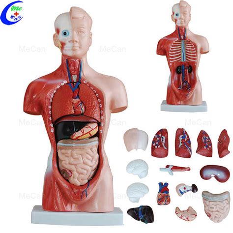 Anatomical Dual Sex Human Torso Model For Educational Use