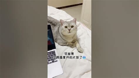 我怀疑我家猫是人变得雪饼最后跑进来也太宠了吧☺️猫咪的迷惑行为 抖音 Youtube