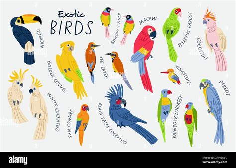 Golden Bee Eater Stock Vector Images Alamy