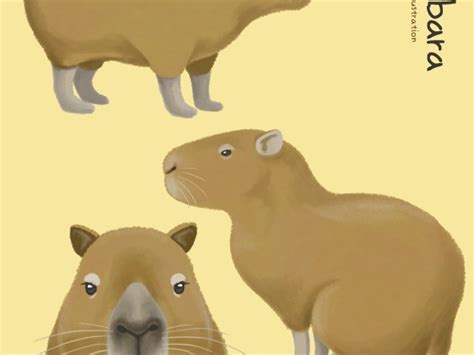 귀여운 카피바라 손으로 그린 일러스트 Geami 네이버 Ogq마켓