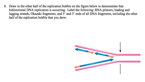 Solved 6 Draw In The Other Half Of The Replication Bubble