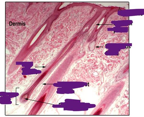 Lab Exam Part 3 Diagram Quizlet