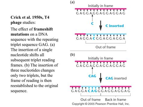 Ppt Triplet Coding Dictionary Powerpoint Presentation Free Download