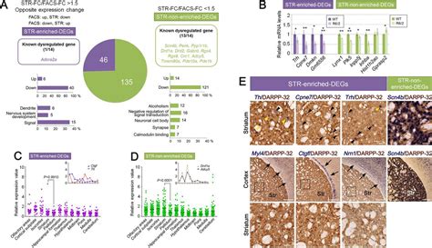 facs array based cell purification yields a specific transcriptome of striatal medium spiny