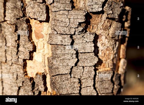 Abstract Texture Of A Surface Tree Like Background Grain Stock Photo Alamy