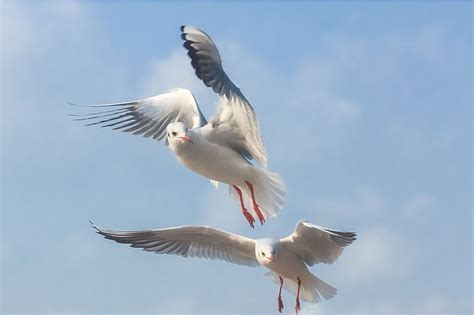 摄影抓拍 海鸥