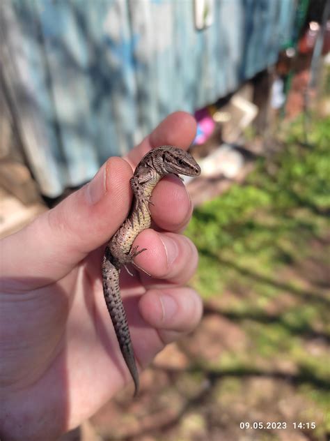 Lizards R Lizards
