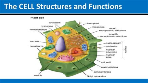 PPT Cell Theory Structure And Function Pdf